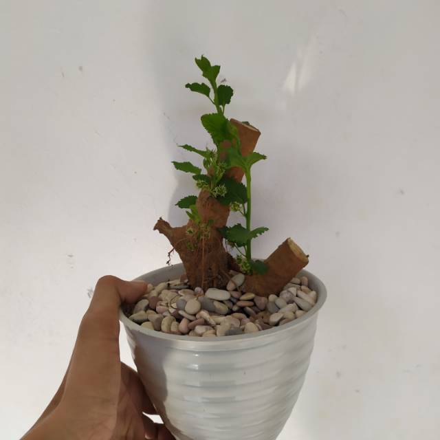 Jual Promo Ramahan Beli 1 gratis 1. Bonsai Murbei Berbuah / Mulberry ...
