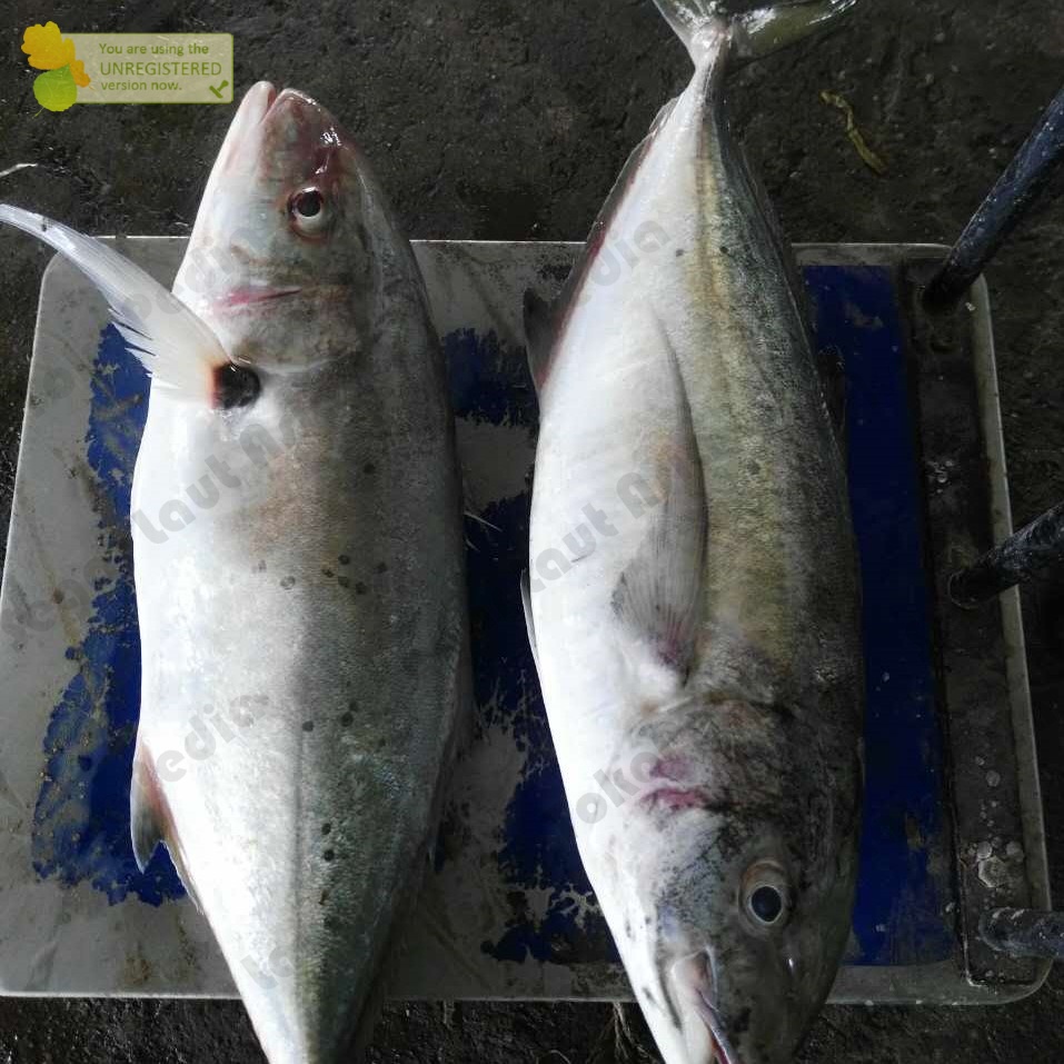 Jual Ikan Kuwe Segar Ikan Kuwe Lilin Fresh Ekoran | Shopee Indonesia Jual Ikan Kuwe Segar Ikan Kuwe Lilin Fresh Ekoran | Shopee Indonesia