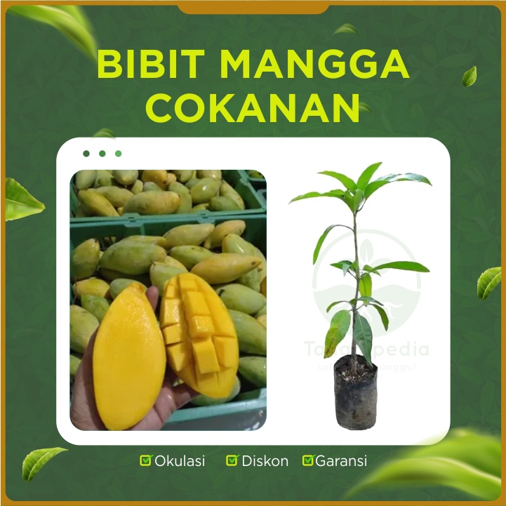 Jual Bibit Buah Mangga Cokanan / Tanaman Mangga Siap Tanam Dan Berbuah ...