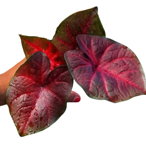 Jual Caladium Red Devil / Tanaman Hias Red Devil Merah Tanlok Murmer ...