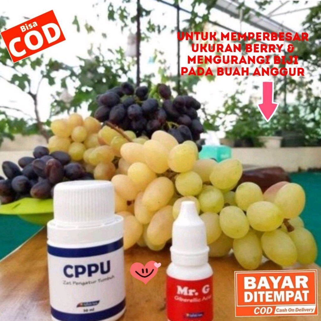 Jual CPPU & MR.G UNTUK BUAH ANGGUR, HORMON PEMBESAR BUAH ANGGUR, PUPUK BUAH ANGGUR | Shopee ...