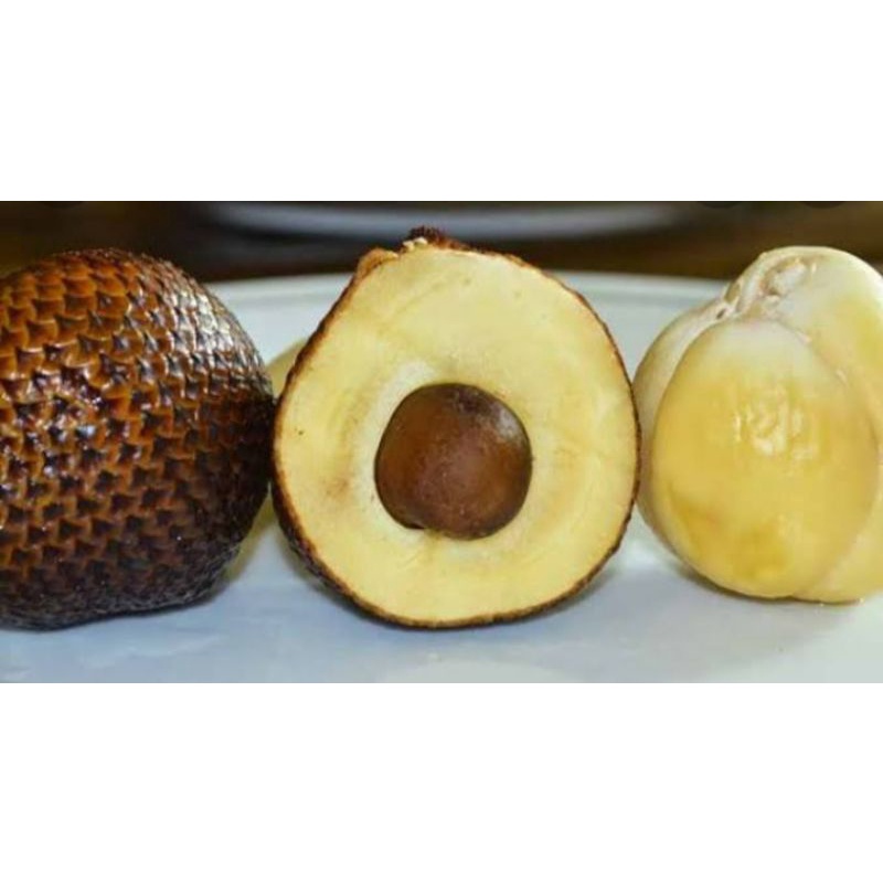 Jual BIJI SALAK PONDOH 1KG.BIBIT ASLI DARI WONOSOBO | Shopee Indonesia