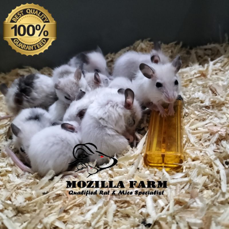 Jual Tikus Putih ASF Rat / African Soft Fur Rat Size Small ( 21-30 Gr ...