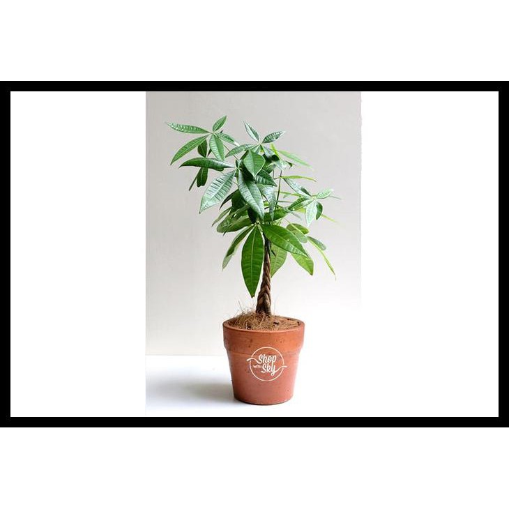 Jual Money Tree / Pachira Kepang / Dipercaya Tanaman Hoki Bagus Feng ...