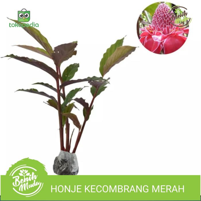 Jual Tanaman Hias Herbal Bunga Honje Kecombrang Merah | Shopee Indonesia