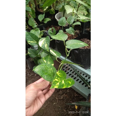 Jual Tanaman Hias Bahan Taman Rambat & Gantung - Sirih Gading (Samblung ...