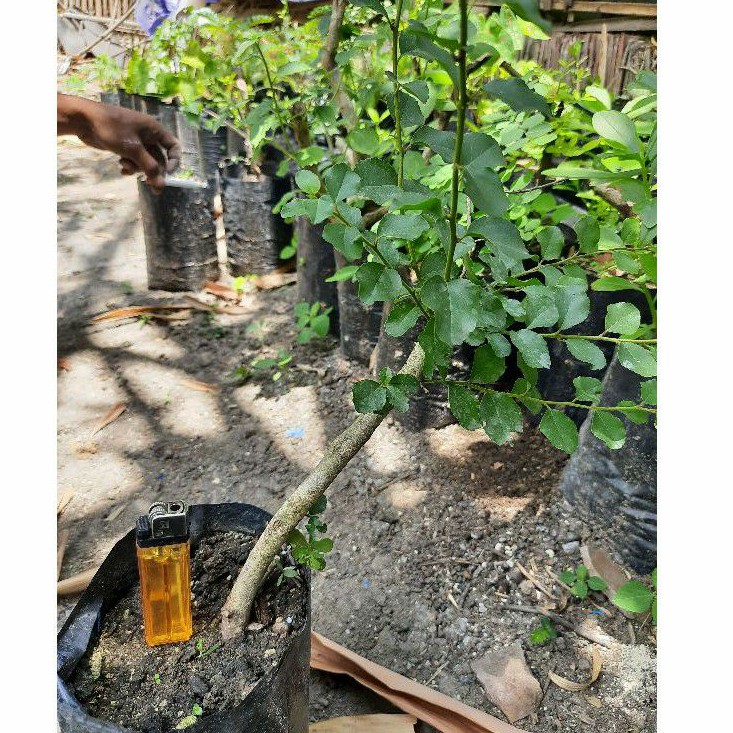 Jual Bahan bonsai bogo / bahan bonsai rukem ( Flacourtia rukam ) mame ...