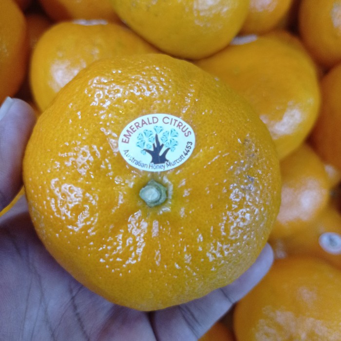 Jual Jeruk honey murcot Australia jumbo 1 kg | Shopee Indonesia