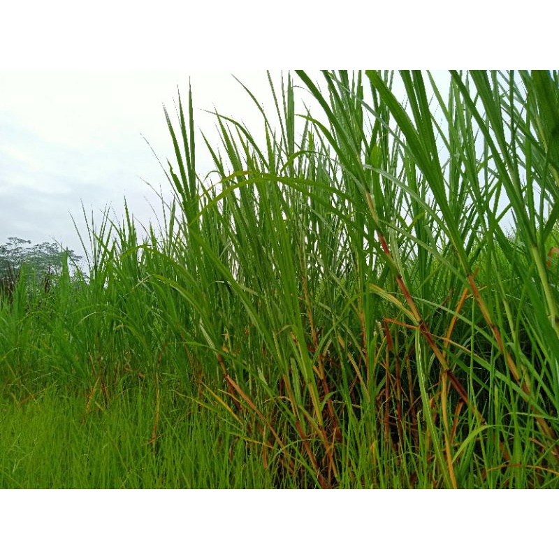 Jual BIBIT RUMPUT BIOGRASS BB BIOGEN 1 KG | Shopee Indonesia