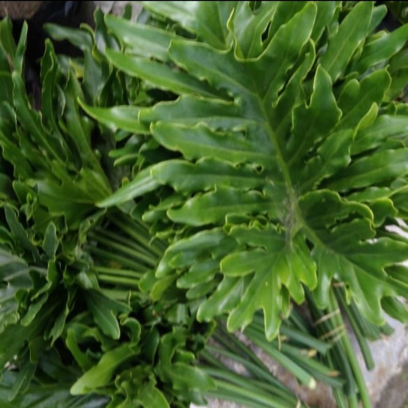 Jual DAUN PHILODENDRON POTONG ASLI FRESH DARI KEBUN | Shopee Indonesia