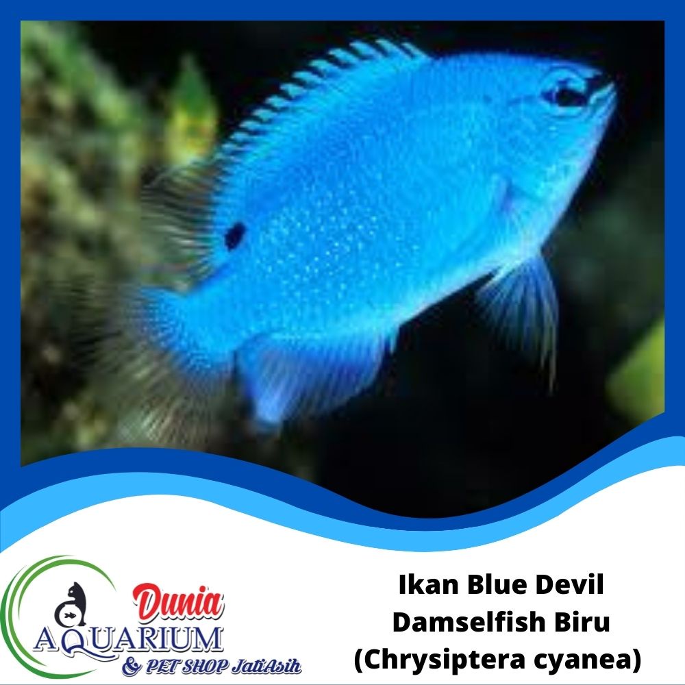 Jual Ikan Hias Blue Devil Betok Biru Damselfish Aquarium Akuarium Laut ...