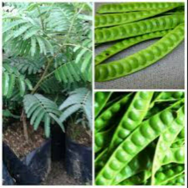 Jual Bibit Pete / bibit Petai / Bibit Peuteuy Super / Petai Bangkok ...