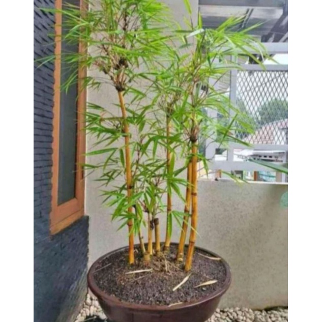 Jual BAMBU KUNING, BAMBU HIAS, BIBIT BAMBU KUNING | Shopee Indonesia
