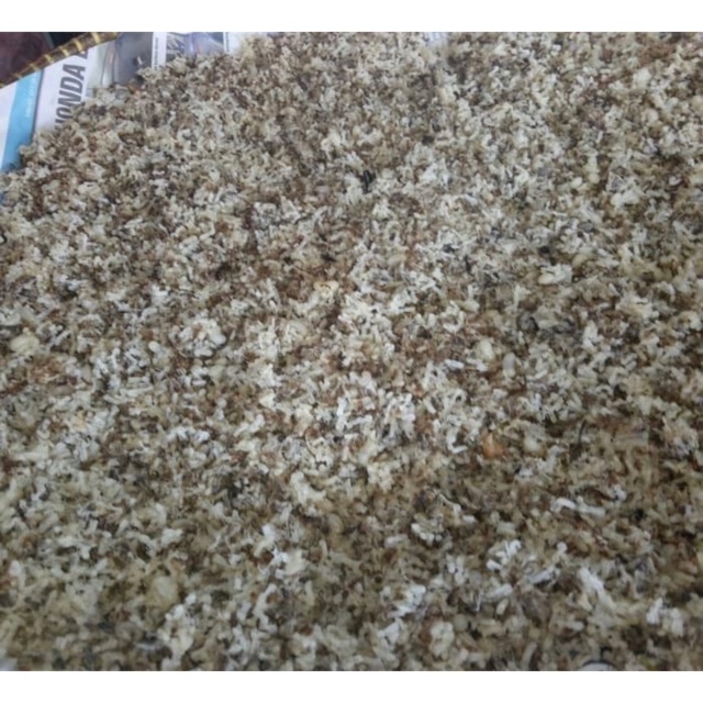 Jual Kroto segar atau kroto beku / makanan burung / kroto super bersih ...