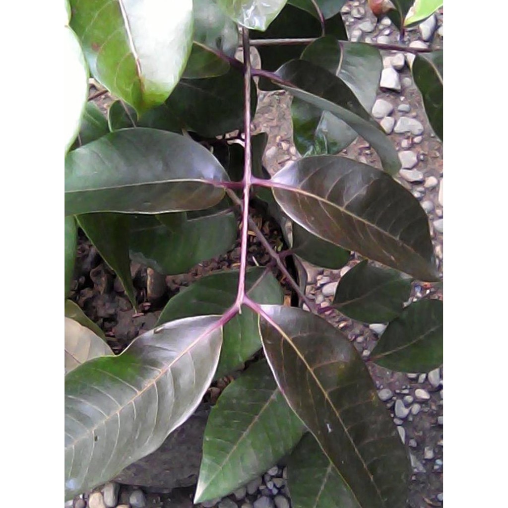 Jual KW ASLI BIBIT TANAMAN KELENGKENG MERAH RUBY LONGAN MURAH | ECER ...