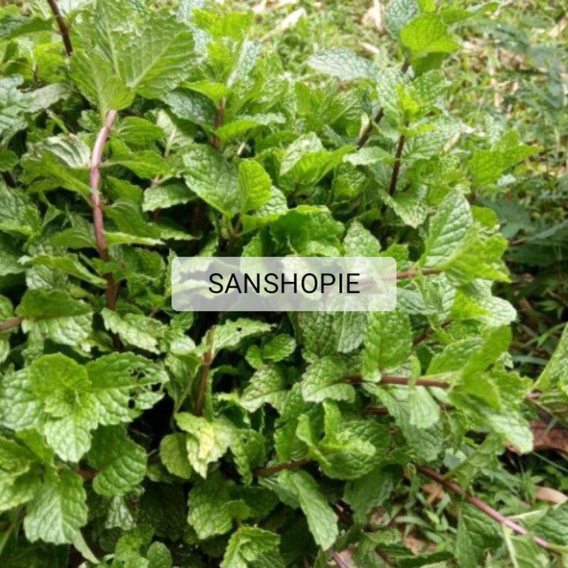 Jual Daun mint segar petik langsung 1 kg | Shopee Indonesia