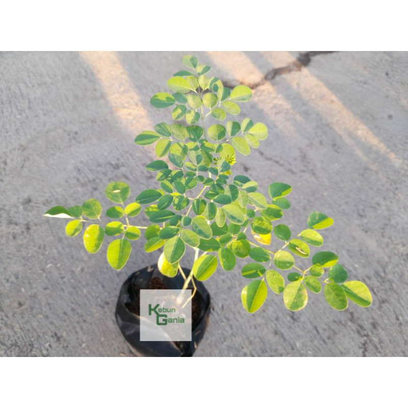 Jual Pohon Daun Kelor / Moringa oleifera / herbal | Shopee Indonesia