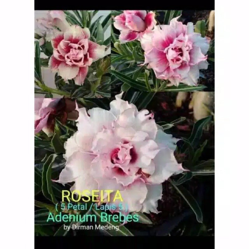 Jual Bibit tanaman hias kamboja adenium ( Roseita ) | Shopee Indonesia