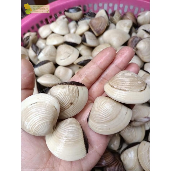 Jual Kerang Tahu Fresh/Kerang Kepa Segar 1Kg Seafood Hasil Laut Segar ...