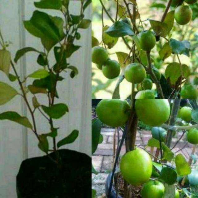 Jual Bibit APEL INDIA atau FUTSA (BISACOD) | Shopee Indonesia