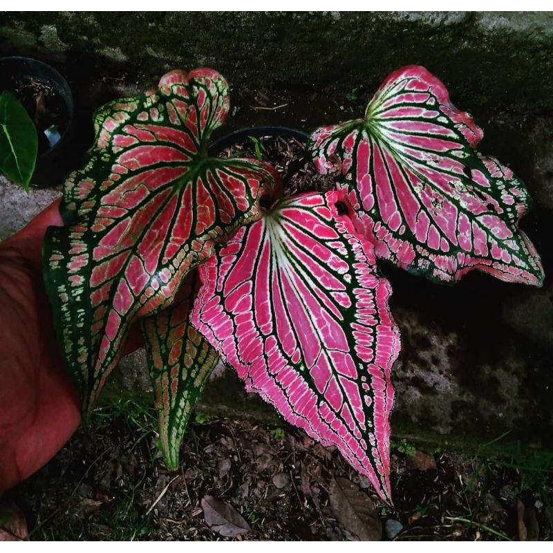 Jual Tanaman Hias Keladi Wayang - Caladium | Shopee Indonesia