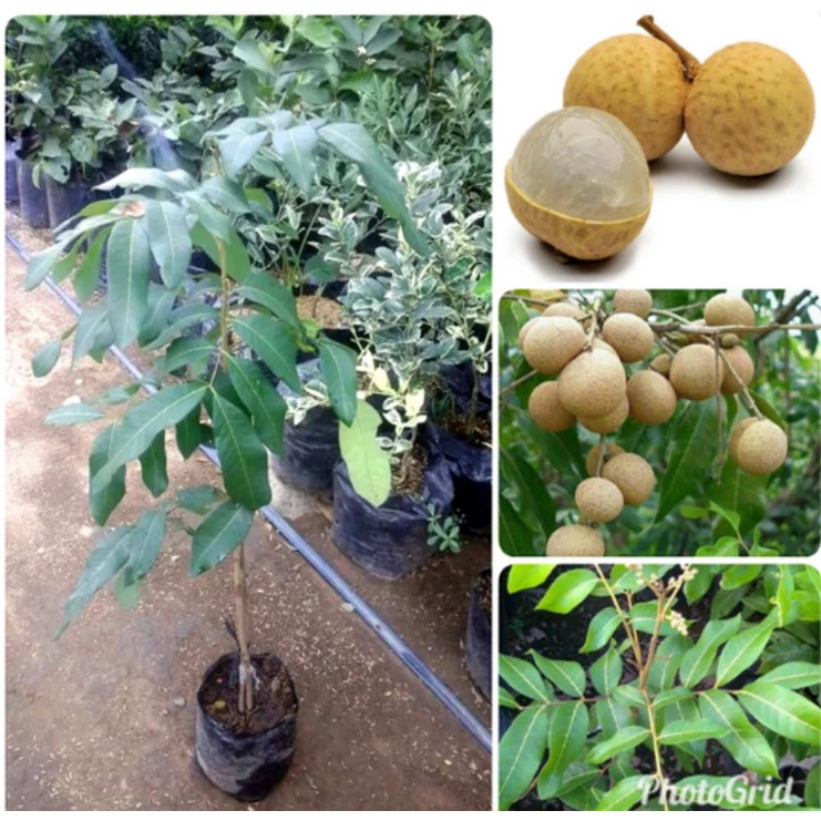 Jual BIBIT KELENGKENG DIAMOND RIVER (ORIGINAL) | Shopee Indonesia