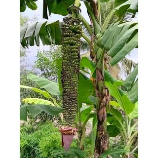 Jual Pisang Seribu Terlengkap & Harga Terbaru September 2024 | Shopee ...