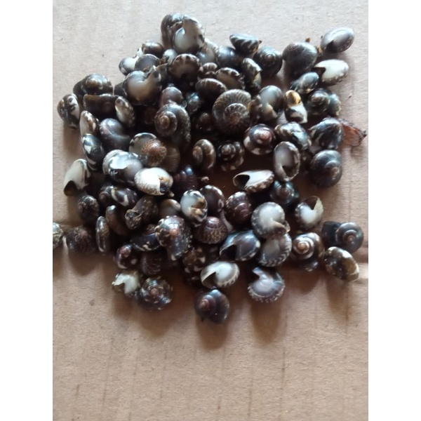 Jual CANGKANG KERANG HITAM/BRUTEH 100GRAM | Shopee Indonesia