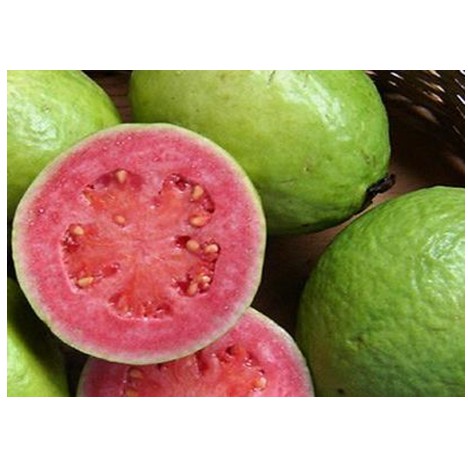 Jual Jambu Merah 1 kg *READY kirim hari ini* | Shopee Indonesia