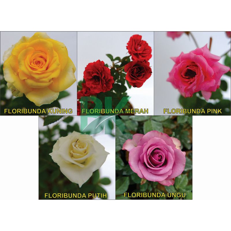 Jual Tanaman Bunga Mawar Floribunda (rosa sp) - Mawar Flori - Tanaman ...