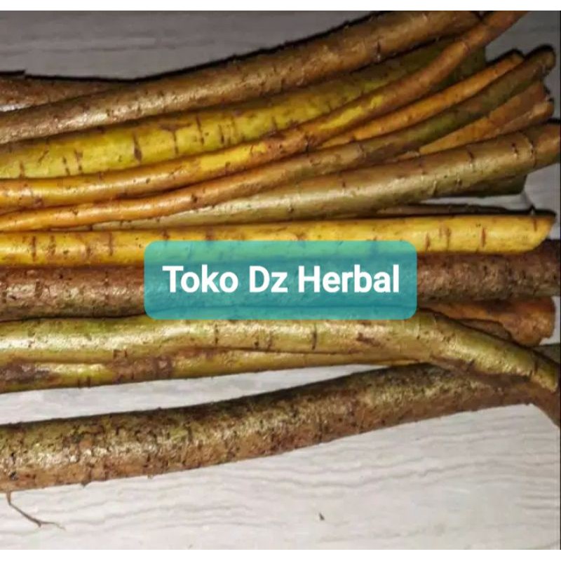 Jual Akar tuba segar 1 kg pestisida organik | Shopee Indonesia