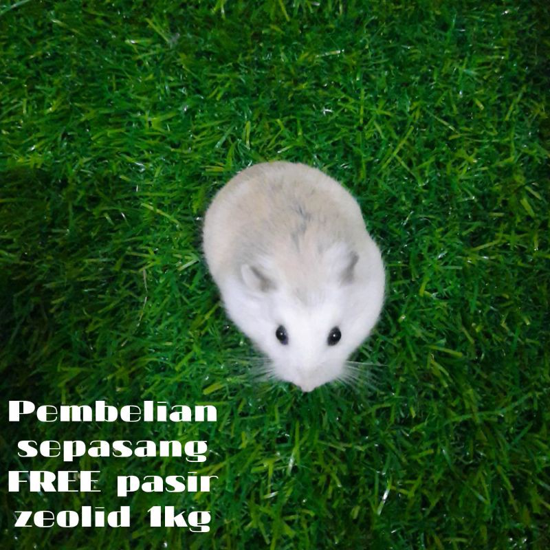 Jual Hamster Roborovski / Hamster Roborovsky / Husky / White face ...