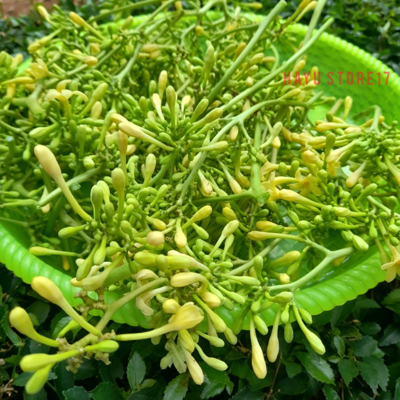 Jual Kembang pepaya gantung - Pepaya gandul - Kembang herbal | Shopee ...
