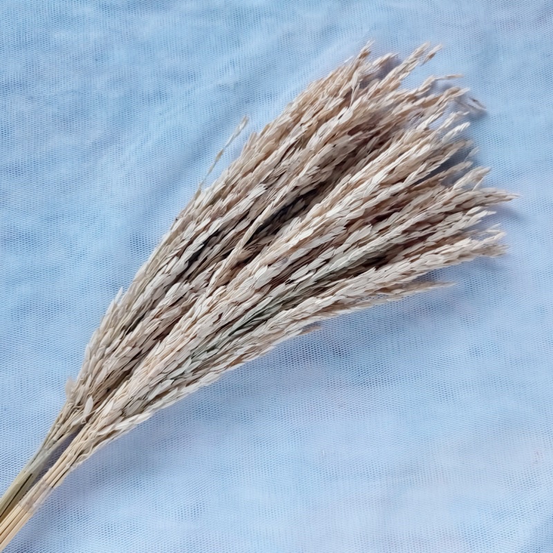 Jual BUNGA KERING PADI DRIED FLOWERS PADI HIASAN MAHAR SESERAHAN DF37 ...