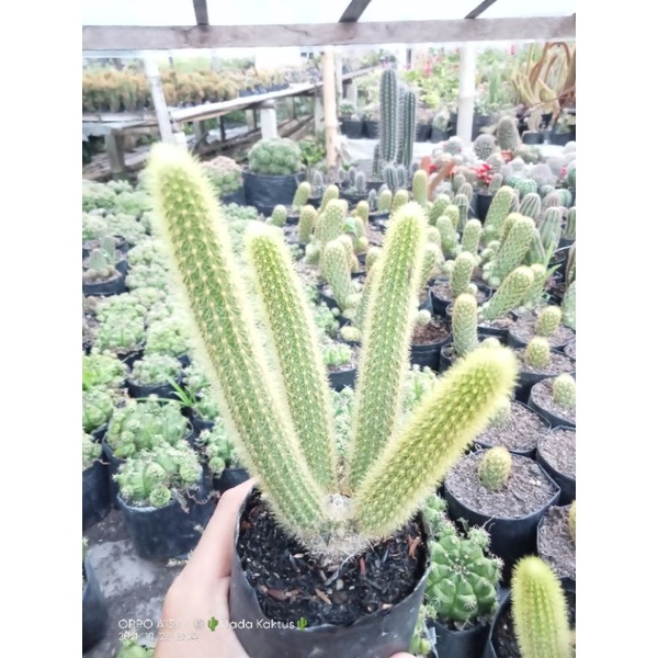 Jual Cleistocactus Winteri/kaktus ekor tupai kuning cabang 3~5 /kaktus ...