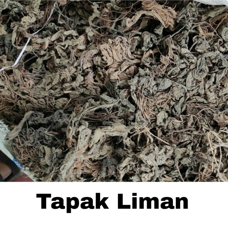 Jual Tapak Liman kering 1kg | Shopee Indonesia