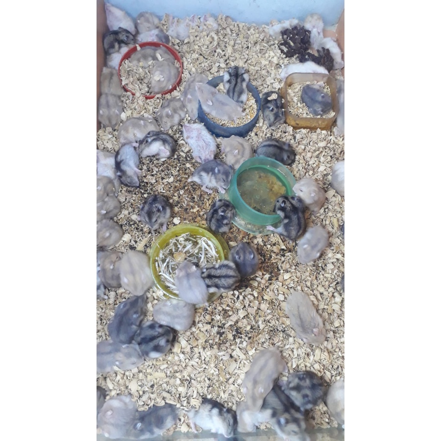 Jual Hamster Winter White Safir, Blue Argente, Tiger Jinak | Shopee ...