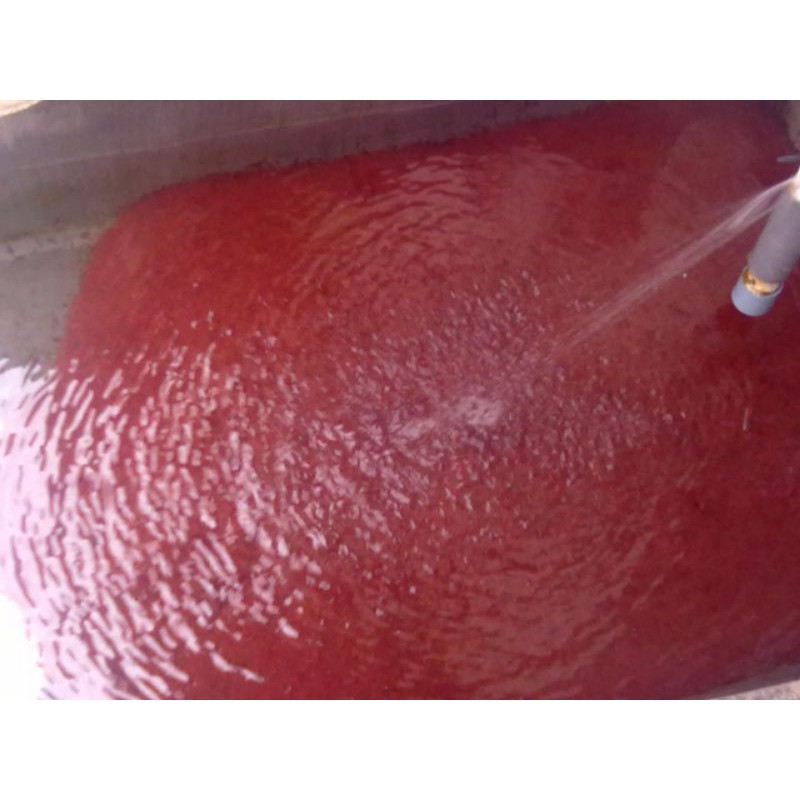 Jual cacing sutra 1 gelas/pakan ikan hiass | Shopee Indonesia