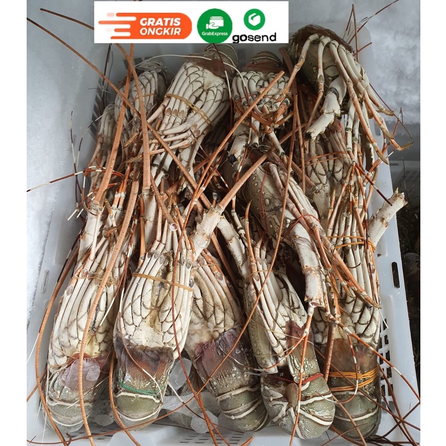 Jual LOBSTER Laut 1Kg isi 1-10 Lobster Bambu Pasir Sea Lobster Udang ...