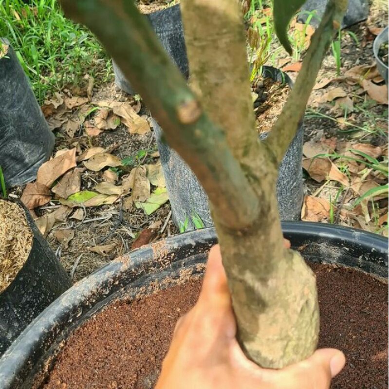 Jual Bibit Mangga 1 Meter Up Berbagai Varietas Batang Super Besar ...