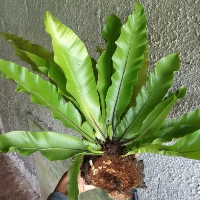 Jual Tanaman Hias Kadaka Tanaman Kadaka Tanaman Kadaka Sarang Burung