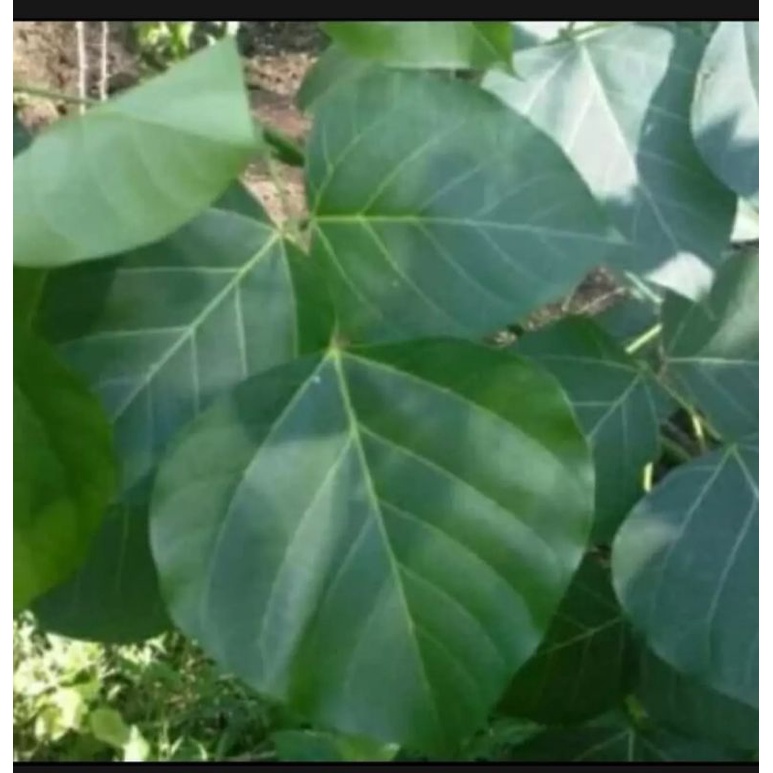 Jual daun dadap segar serep mengobati demam | Shopee Indonesia