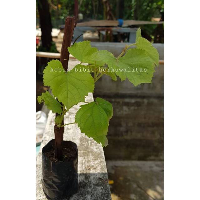Jual BIBIT ANGGUR LOKAL STEK BATANG/TANAM CUTTING/BATANG TUA ...