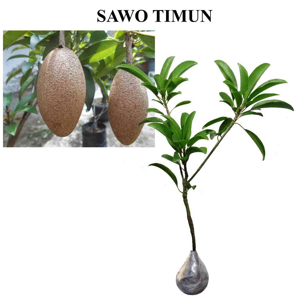 Jual Tanaman sawo timun atau sawo mentimun 60cm 500 gram | Shopee Indonesia