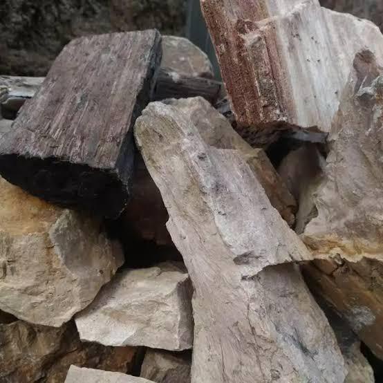 Jual BATU FOSIL KAYU AQUASCAPE AQUARIUM 1 KG / BATU DEKORASI AQUASCAPE ...