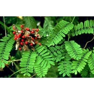 Jual Daun Saga Terlengkap & Harga Terbaru April 2024 | Shopee Indonesia