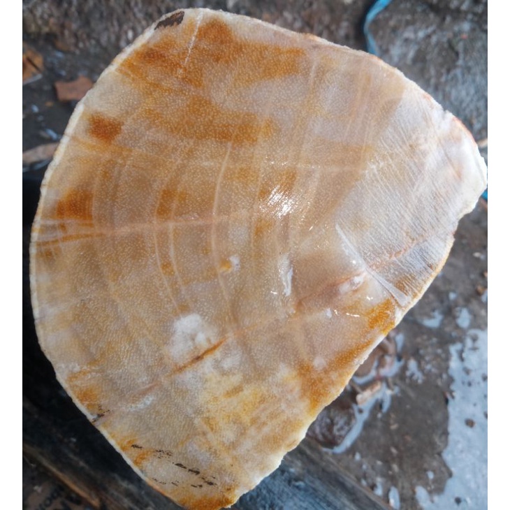 Jual posil kayu pinus kristal | Shopee Indonesia