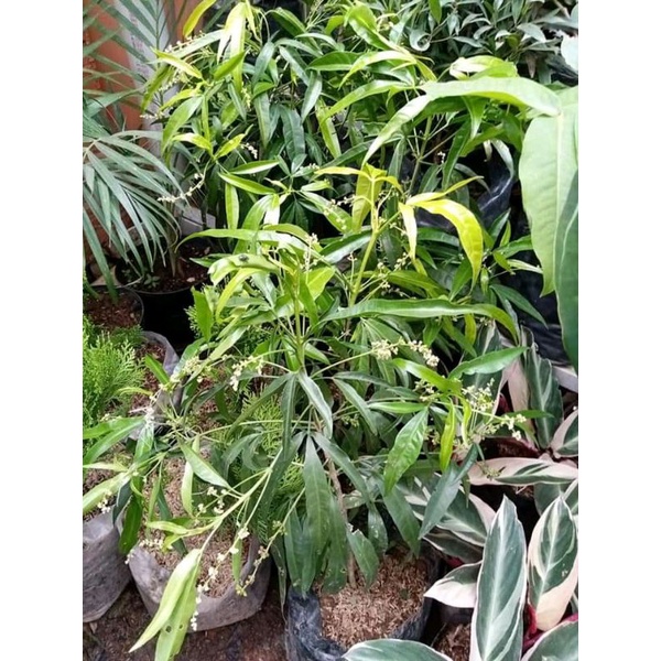 Jual tanaman bunga zodia pengusir nyamuk dan juga vegetasi lebah madu ...