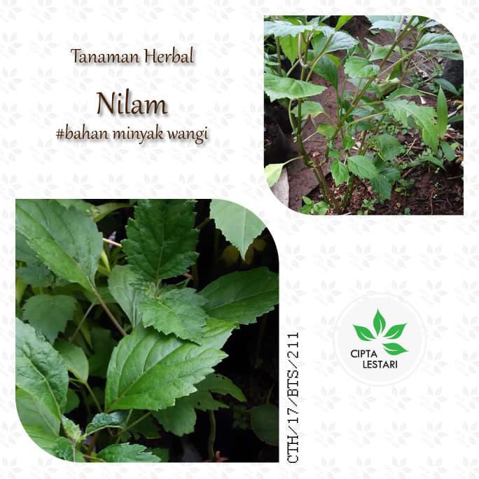 Jual POHON NILAM - BIBIT TANAMAN DAUN BAHAN MINYAK WANGI PREMIUM SELLER ...