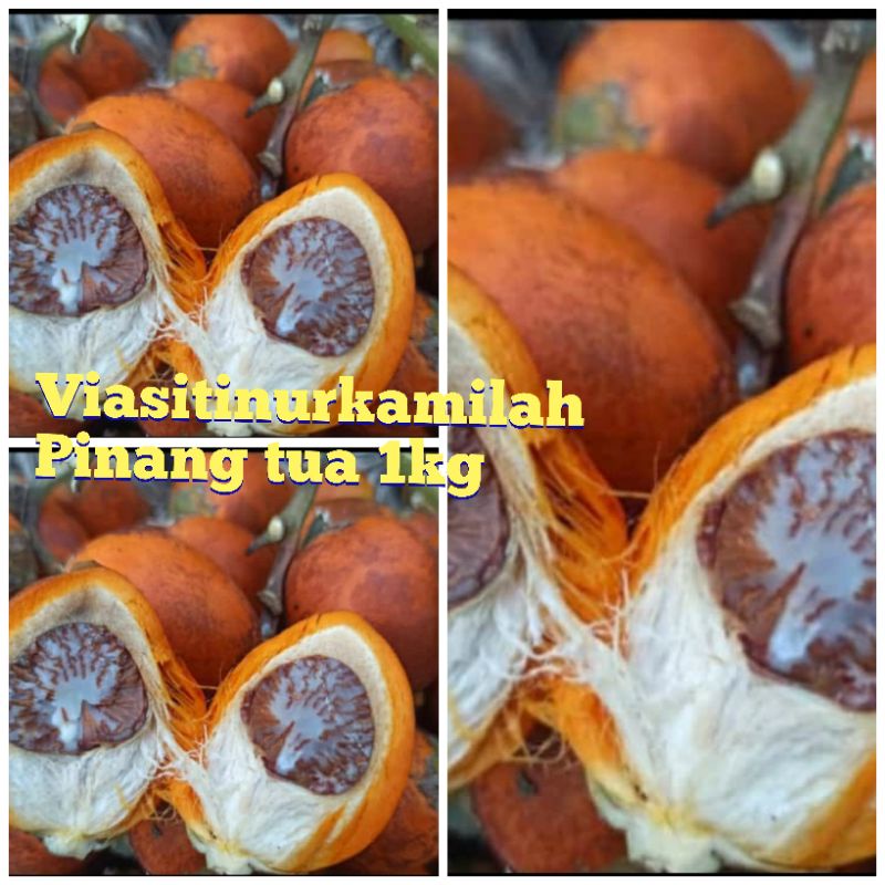 Jual pinang tua 1kg | Shopee Indonesia